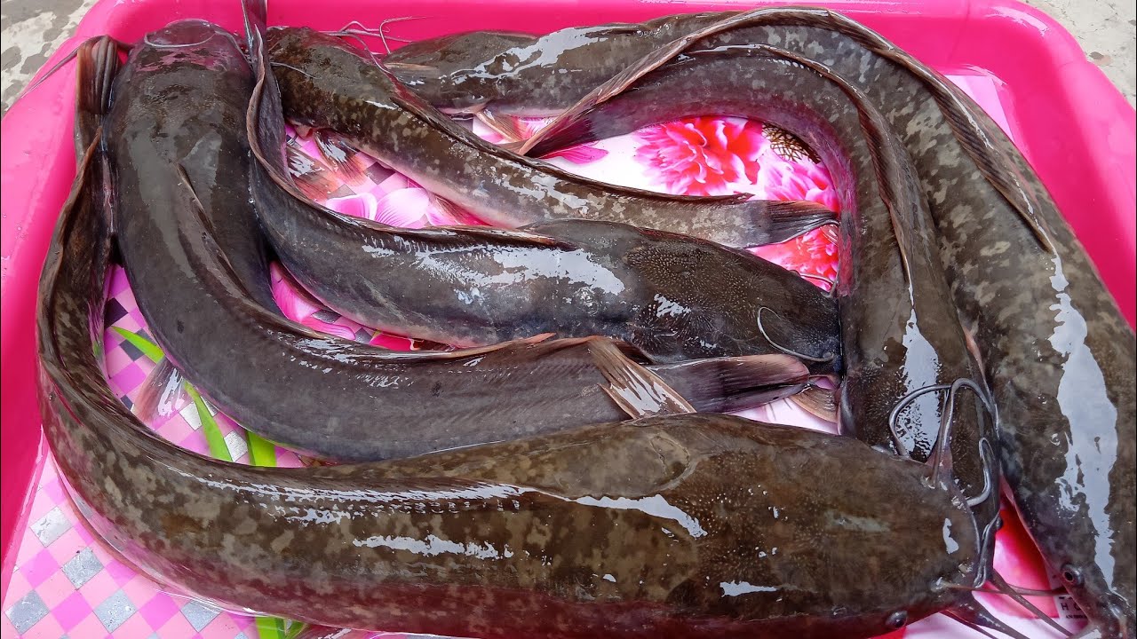 बांगुर मछली बनाने का देहाती तरिका /How to make Bangor fish village ...