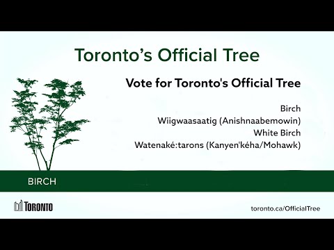 Discovering Birch Trees – Vote for Toronto's Official Tree