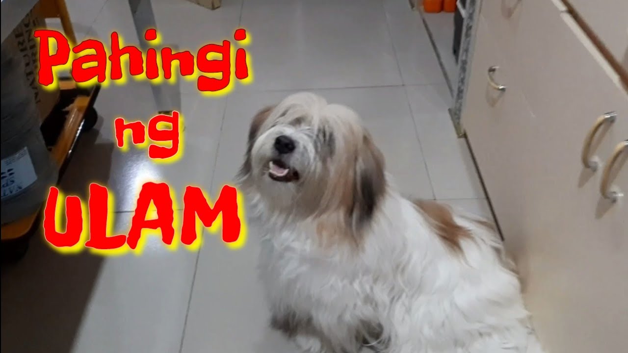 Ang Aso Kung Ayaw Umalis Pagmay Maamoy Siyang Pagkain Sa Mesa (#155 ...