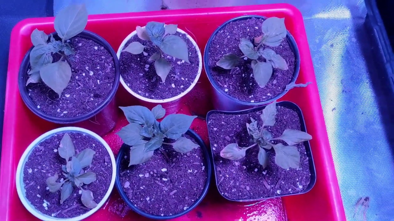 2019 hot pepper growing season in Phoenix Arizona - Part 7 - YouTube