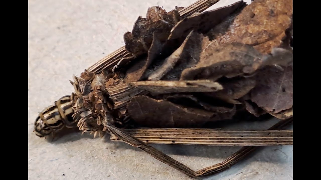 Canephora hirsuta. Pillole di Entomologia matesina - YouTube