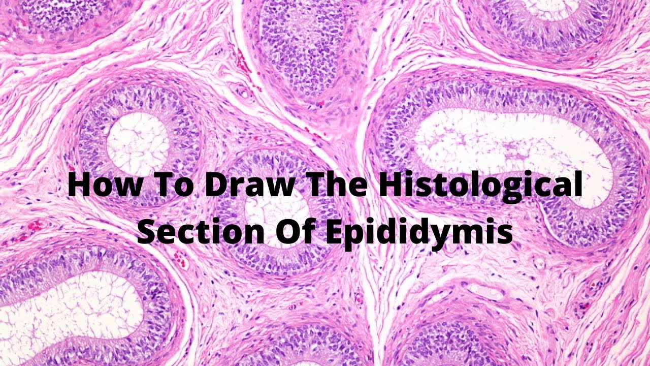 How to draw histological section of epididymis - YouTube