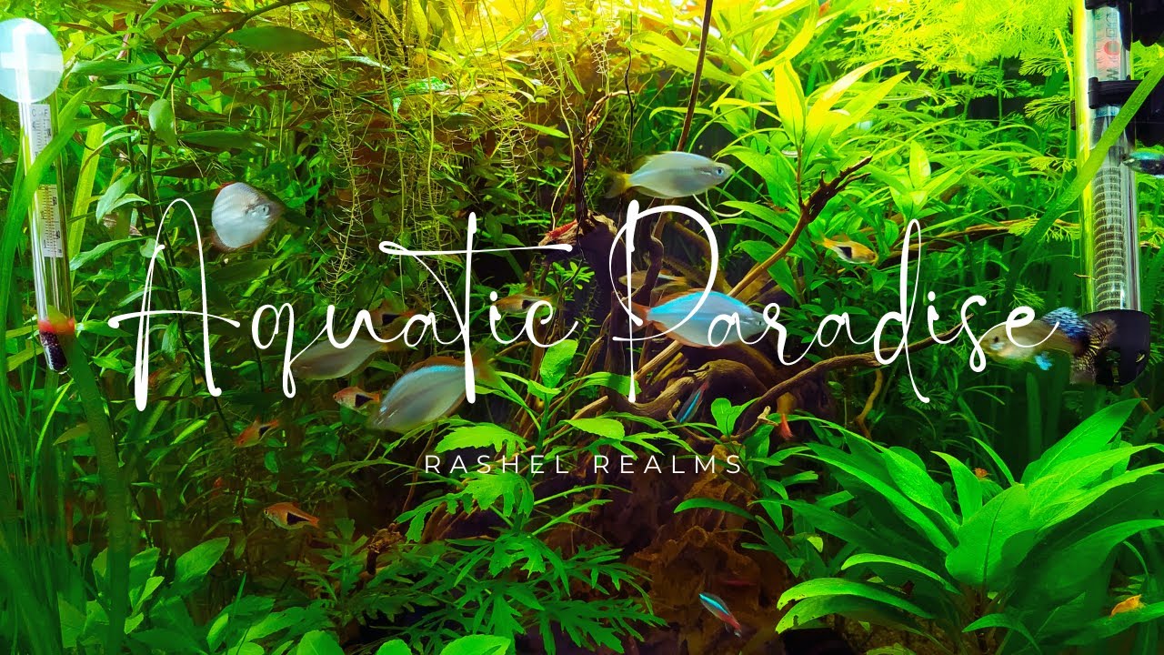 Planted Aquarium: Journey into My Stunning Aquatic Paradise ...