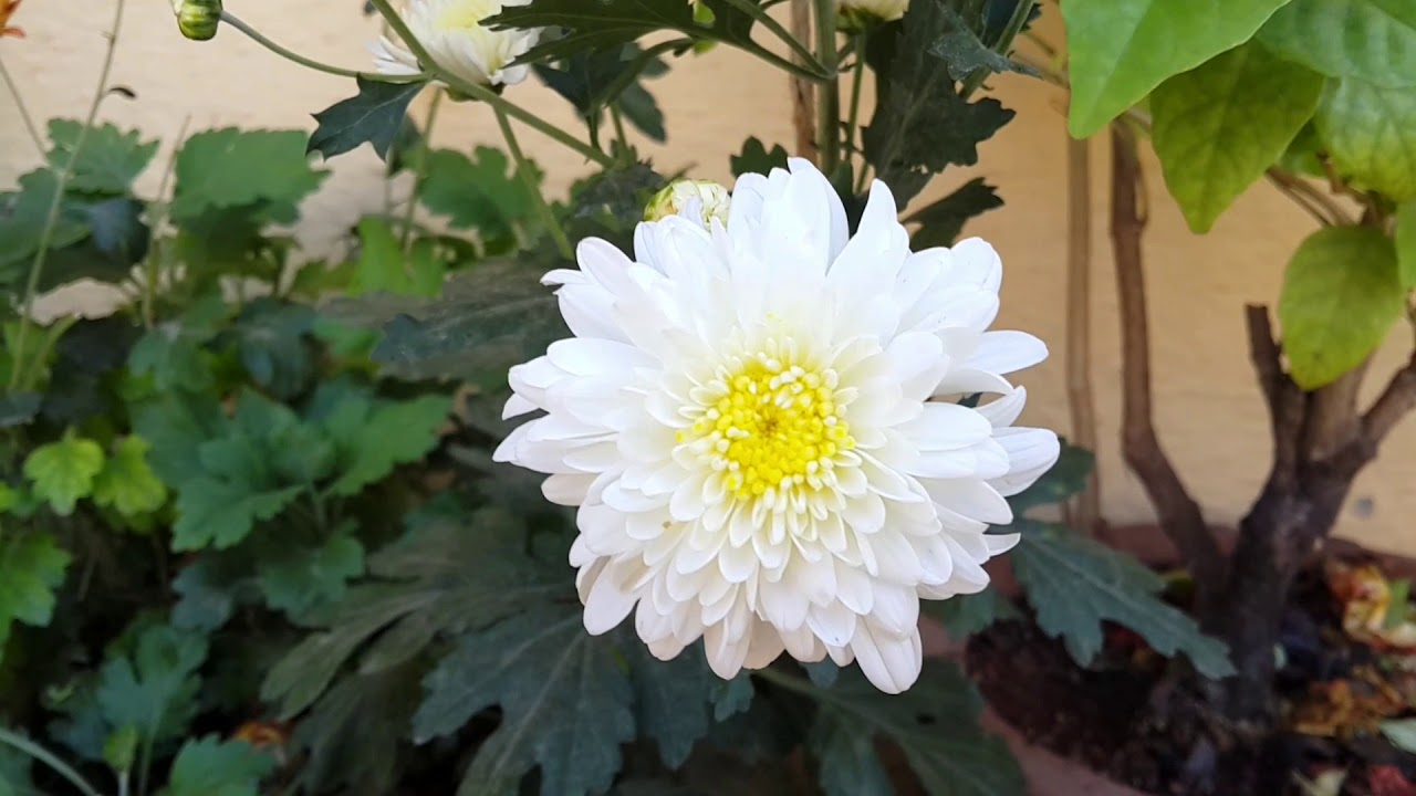 White Chrysanthemum Flowers / Guldaudi / Sevanthige || The Tosha - YouTube