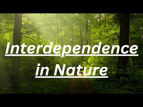 Interdependence in Nature - YouTube