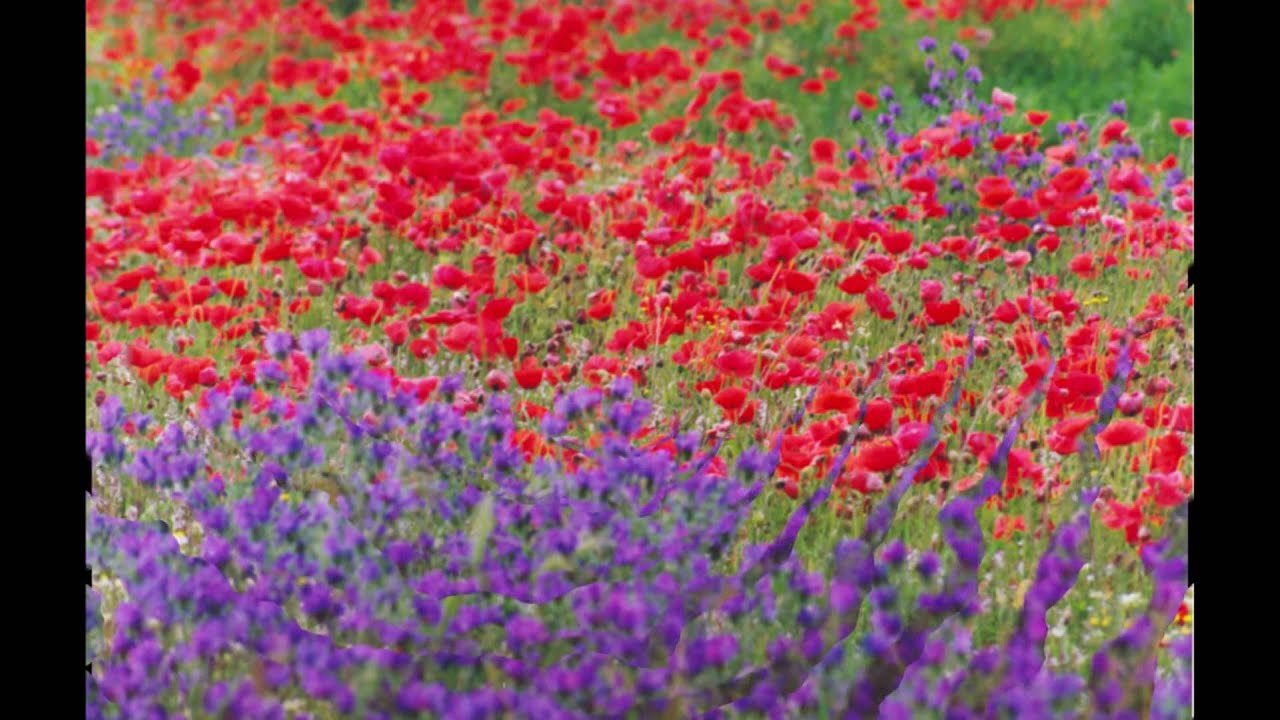 Flores do Campo - Alentejo (HD 1080i) - YouTube