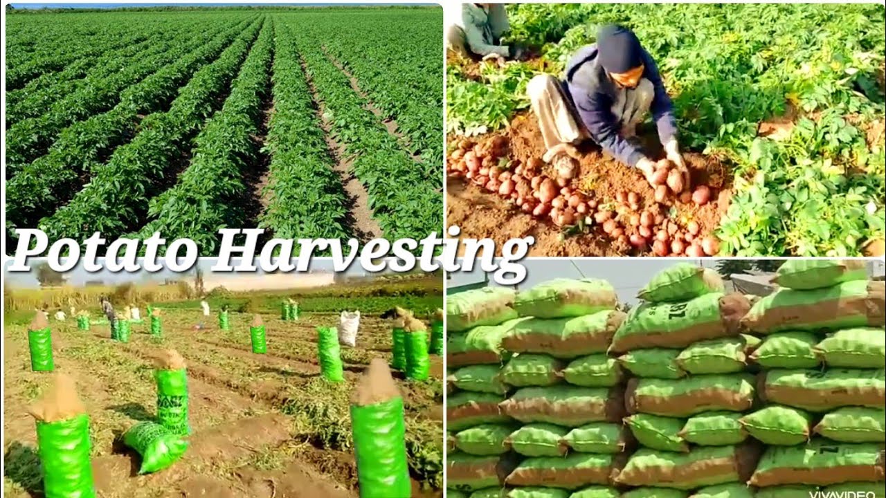 potato harvesting in Pakistan || potato farming in Pakistan - YouTube