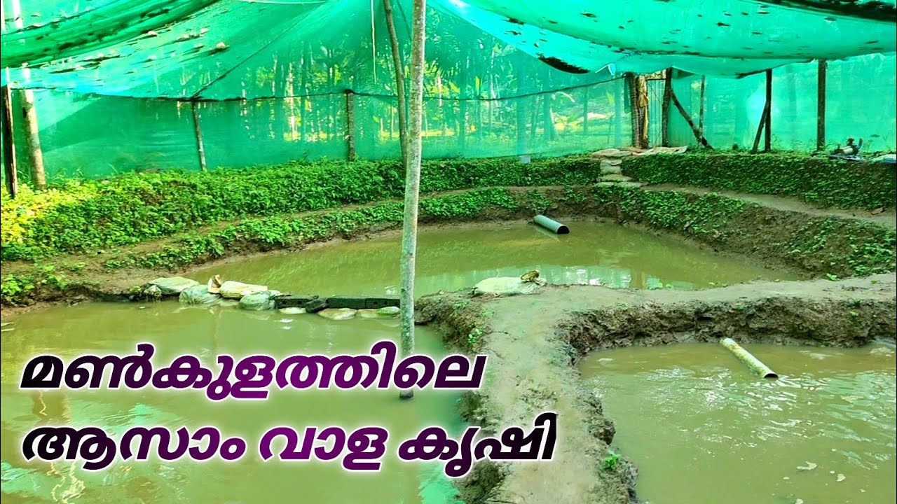 മൺ കുളത്തിലെ ആസാം വാള കൃഷി|pangasius catching| assam vaala fish farming ...