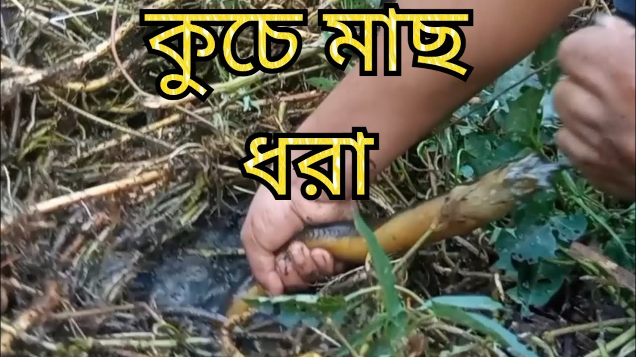 Kuche mach fishing /কুচে মাছ ধরার ভিডিও /কুচে মাছ ধরা /Eel fishing ...