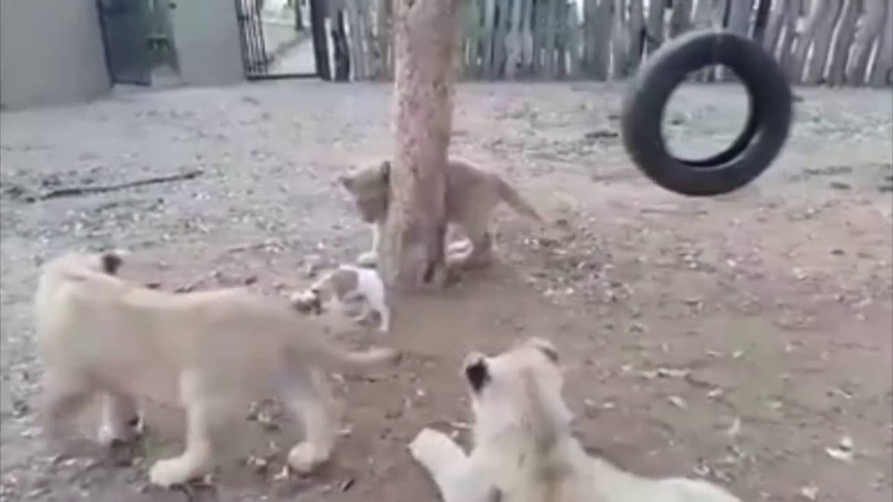 PERRO vs LEÓN - YouTube