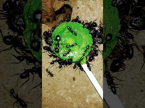 Black ants feeding on lollypop | Time-lapse 12Hours(09:55pm to 09:55am ...