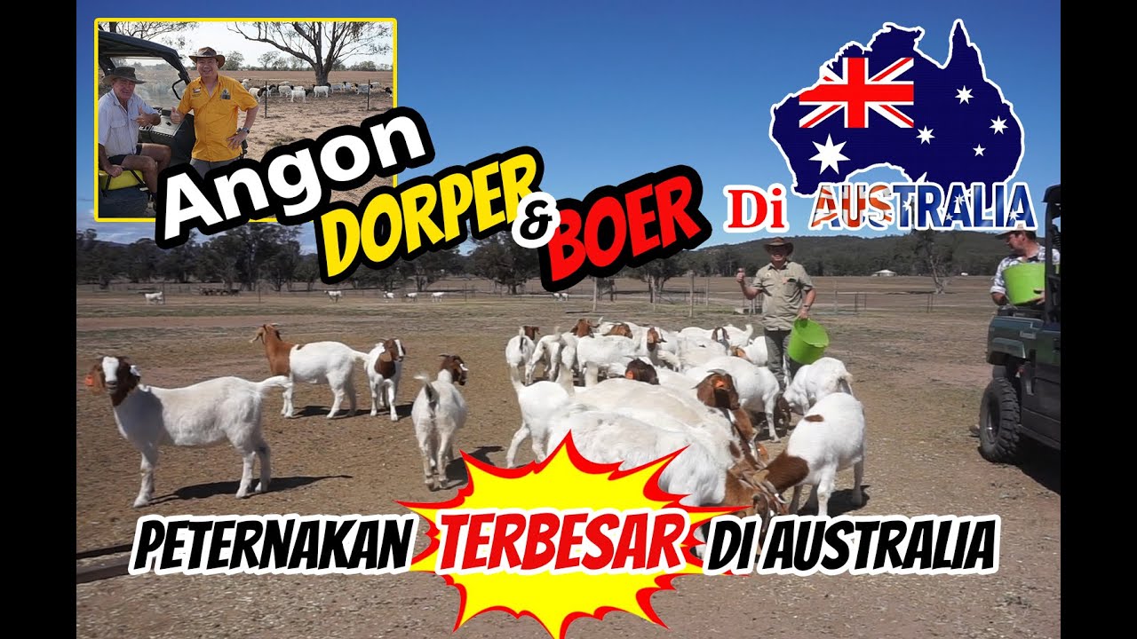 Kambing Boer - Angon Kambing Boer dan Domba Dorper di Peternakan ...