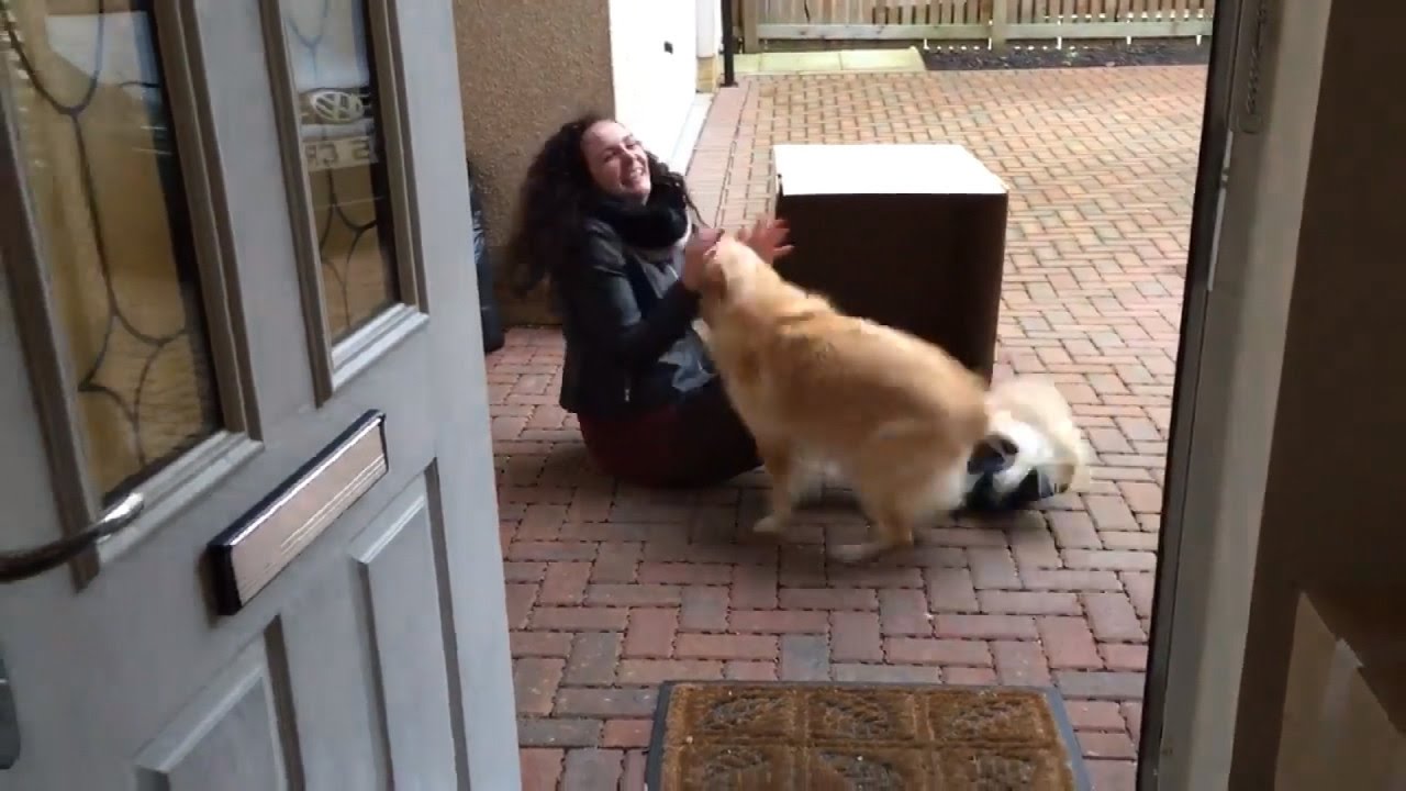 Former Owner Surprises Dog By Hiding in a Box - YouTube