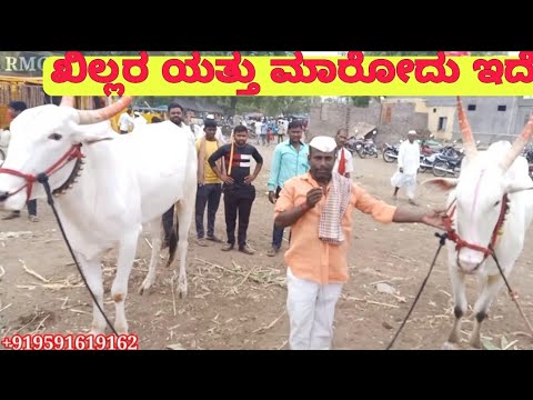 💪💪ಖಿಲ್ಲರ ಯತ್ತು ಮಾರೋದು ಇದೆ || Two khillar bulls || Ox review in lachyan ...