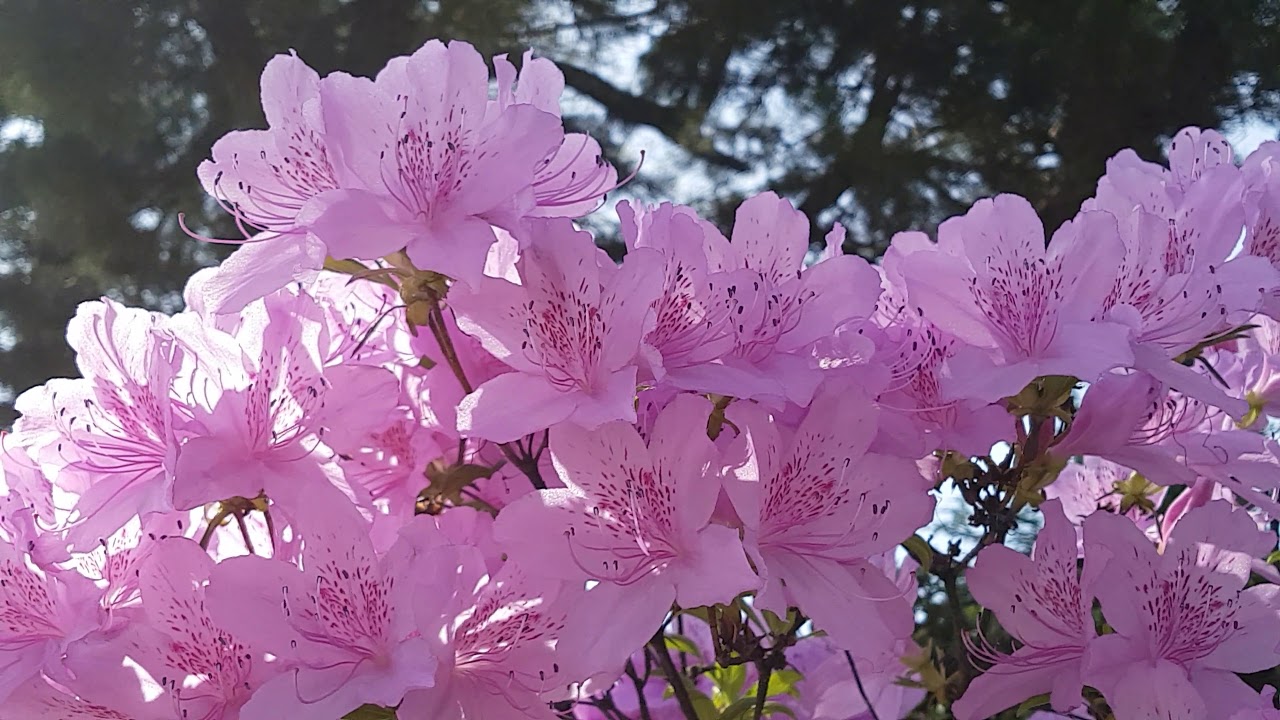 Flower Background Video Effects HD : Spring Azalea Pink Flower Hwasaham ...