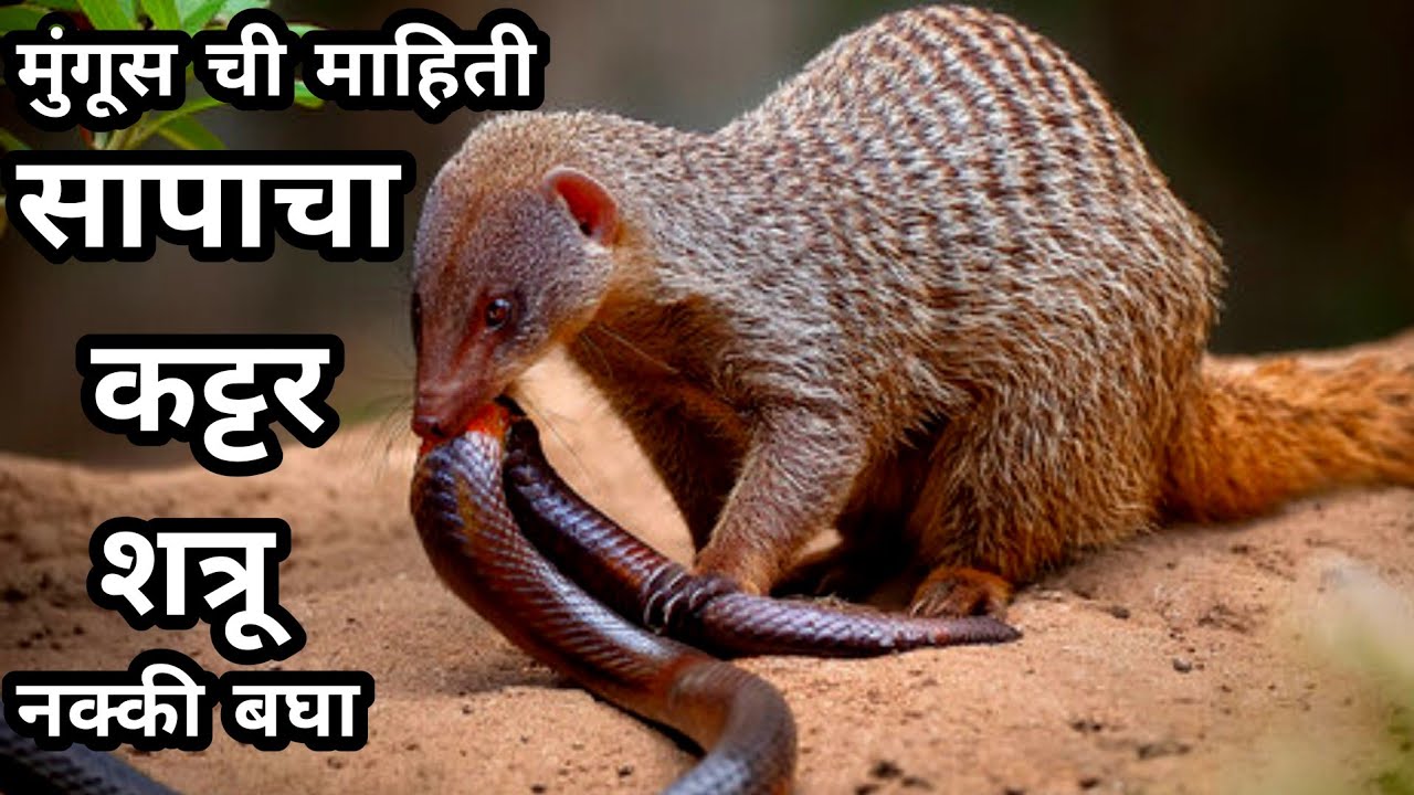 mongoose chi mahiti | mongoose vishay mahiti | mongoose prani | मुंगूस ...