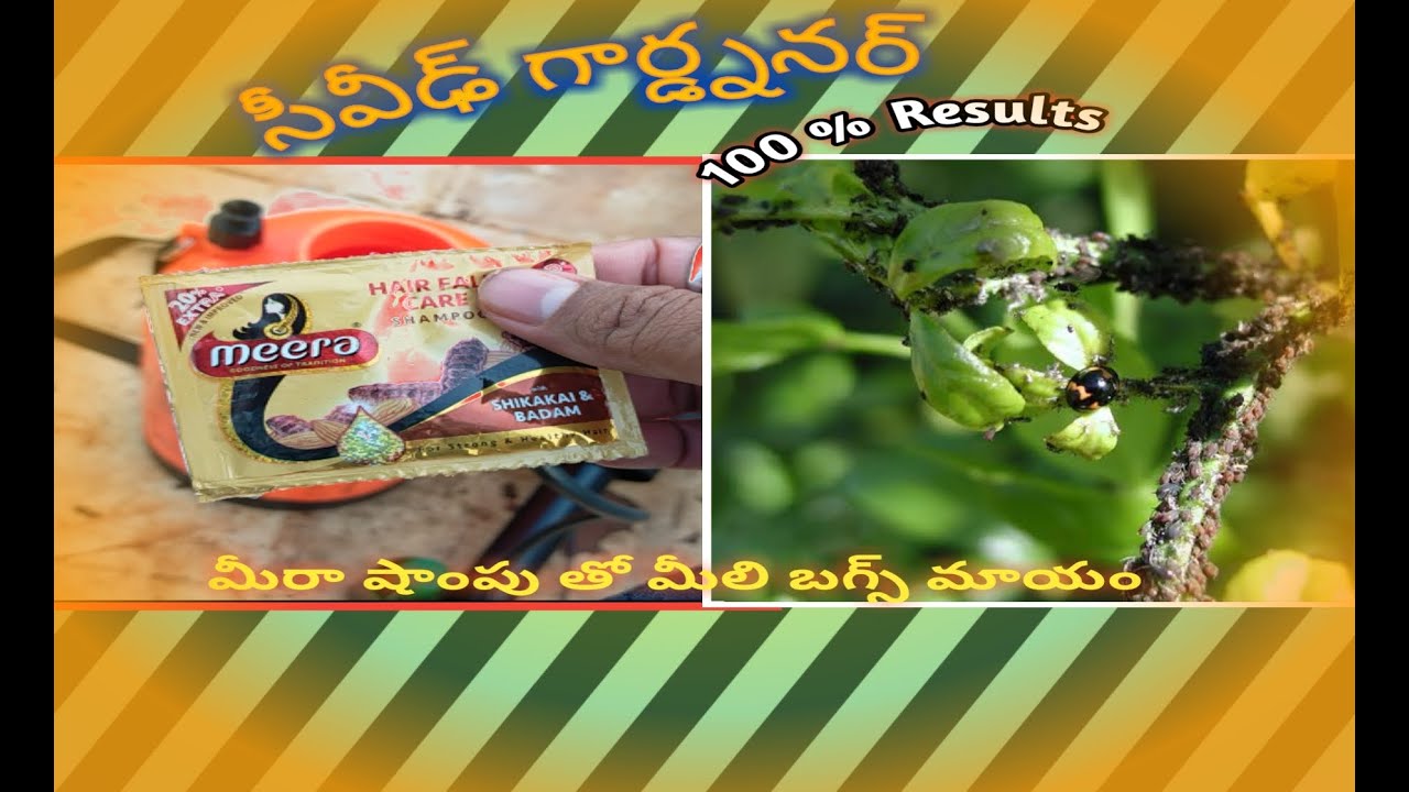 Simple Remedy for Mealy Bugs with Meera Shampoo | Black Insects ...