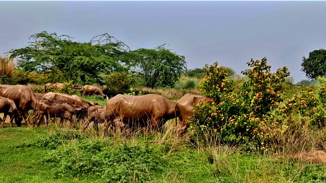 Beautiful Nature Life And Wildlife View Of My Village||1080p Full HD ...