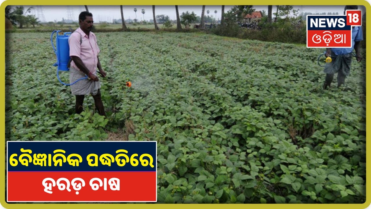 Annadata | ବୈଜ୍ଞାନିକ ପଦ୍ଧତିରେ ହରଡ଼ ଚାଷ (Pulse Farming Method) - YouTube