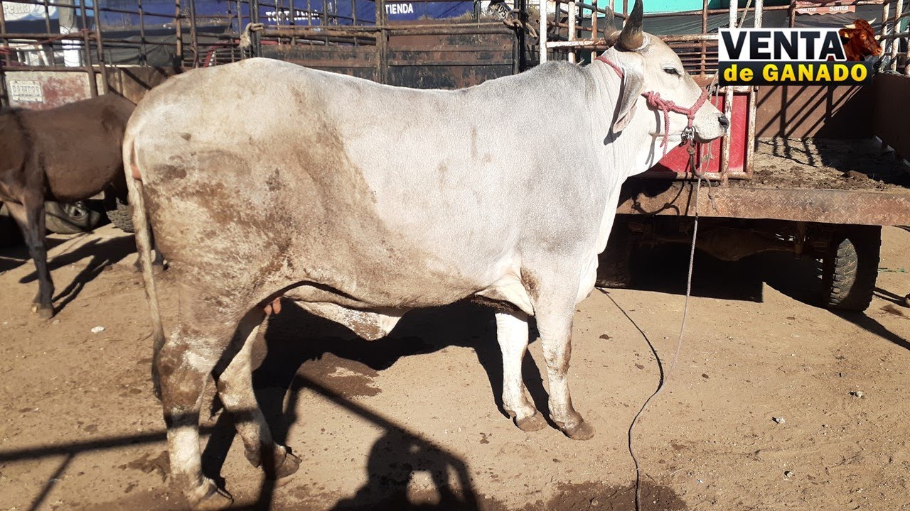 Venta De Ganado, Bellezas De Ganado, Vacas Toros, Caballos Y Mucho Mas ...