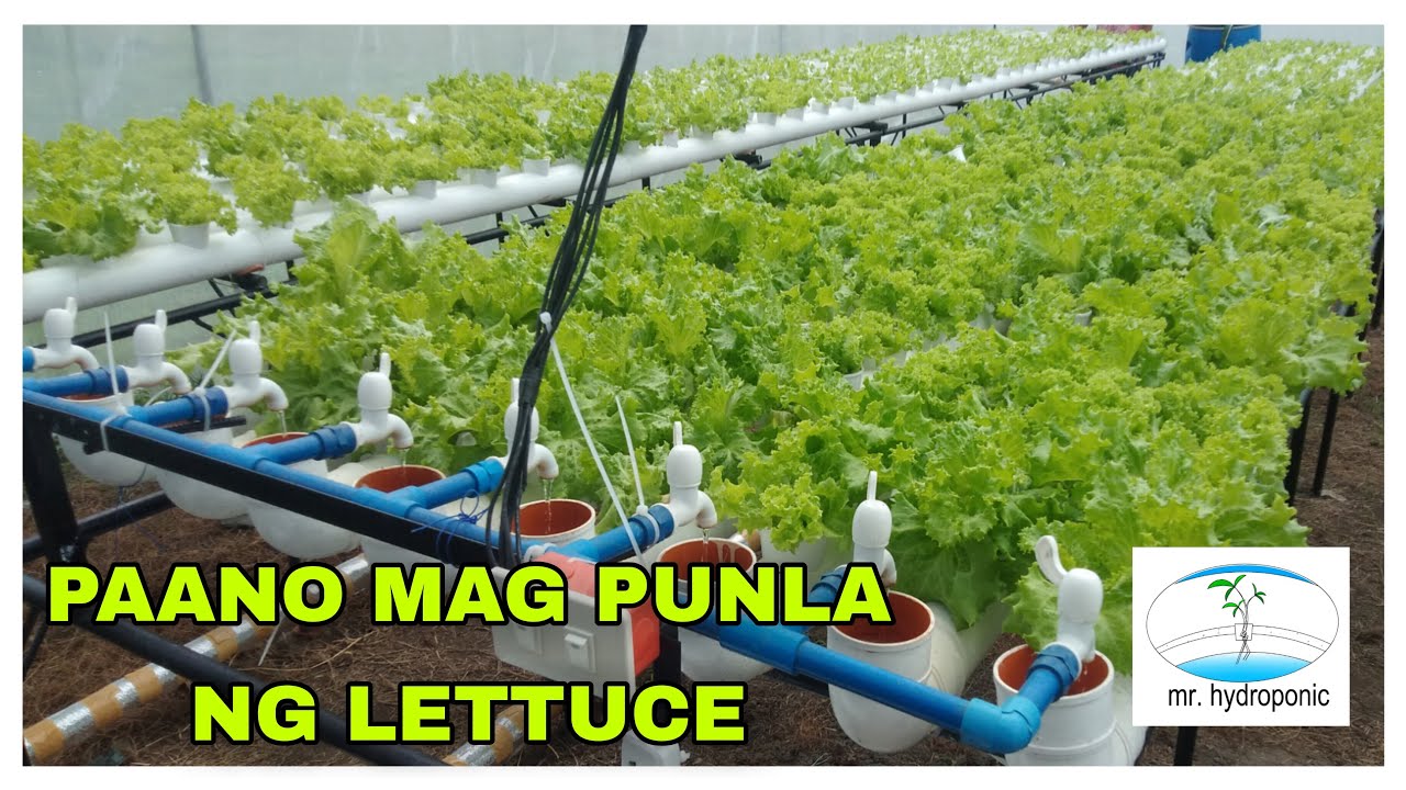 HYDROPONICS, PAANO MAG PUNLA NG LETTUCE, Mr. Hydroponic - YouTube