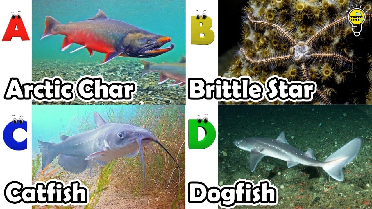 Cute ocean animals | ABC phonics animals | ABC Sea Animals song ...