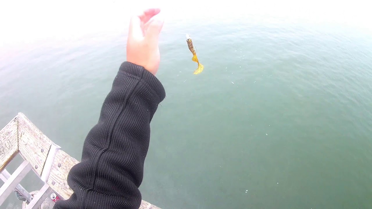 Des Moines Marina Pier Washington Lesson 1: Fish love grubs - YouTube