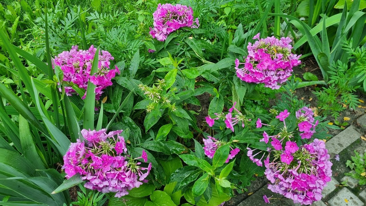 Relaxing to wonderful music. Big and small flowers. - YouTube