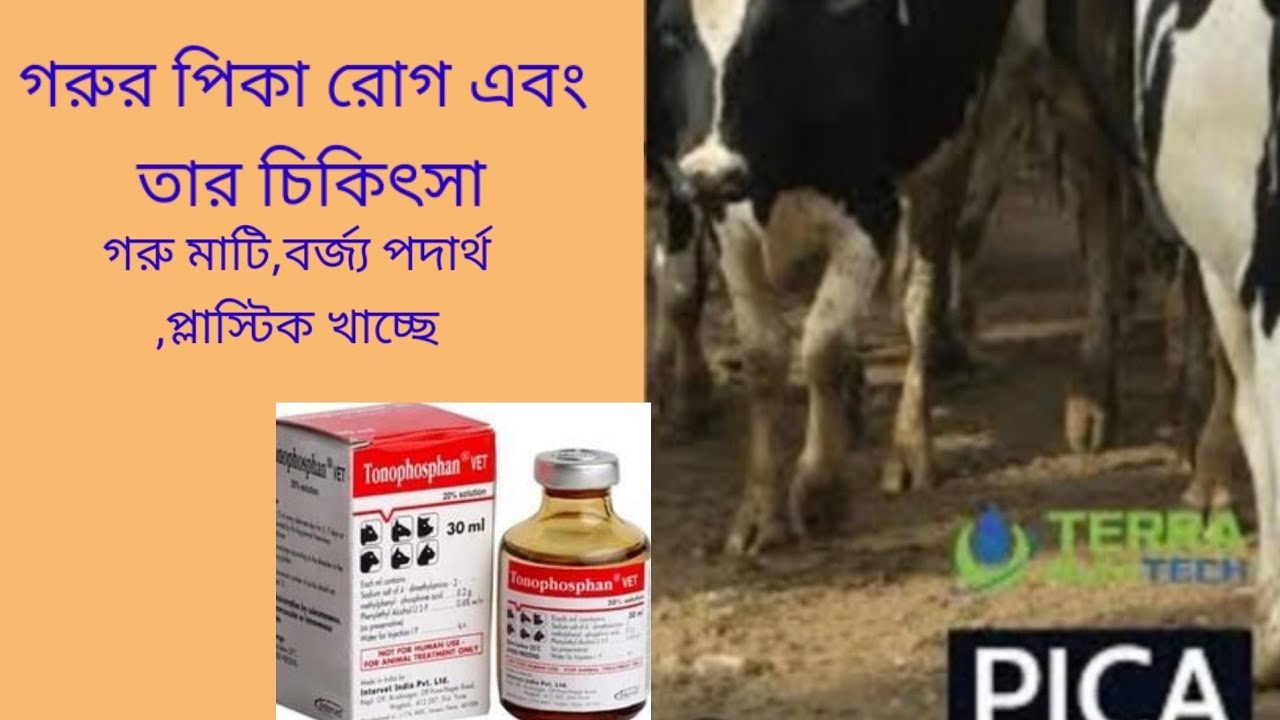 গরুর পিকা রোগ।Pica rog in cow।Inj Tonophosphan - YouTube