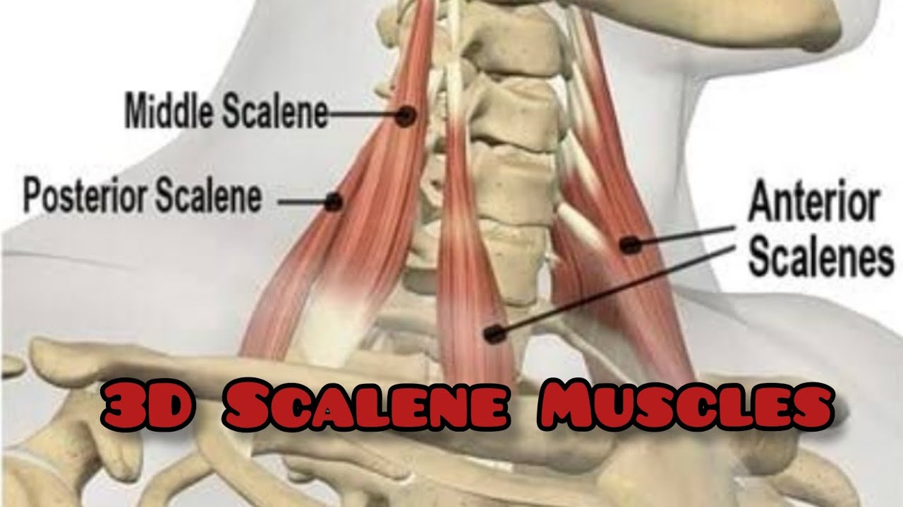 Scalene Muscles 3D origin, insertion| Anterior, middle and posterior ...