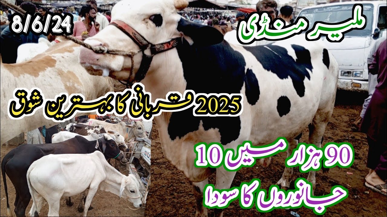 Malir Mandi Cattle Rates Update | Cow Mandi ️ | 6-Aug-2024 | Naseeb ka ...