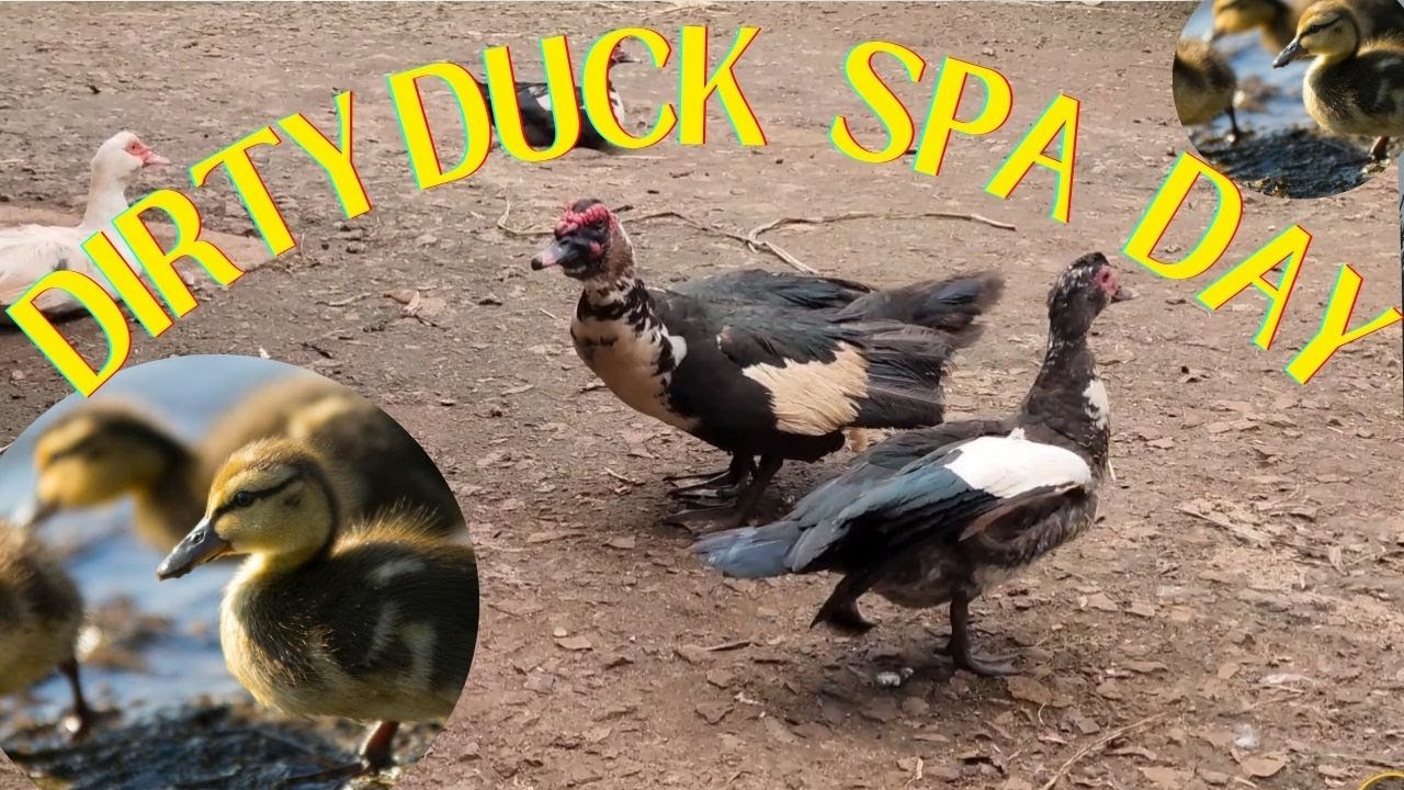 AFRICAN DUCK SPA DAY // DUCKLINGS BATH PARTY // QUACK BATHTIME FUN ...