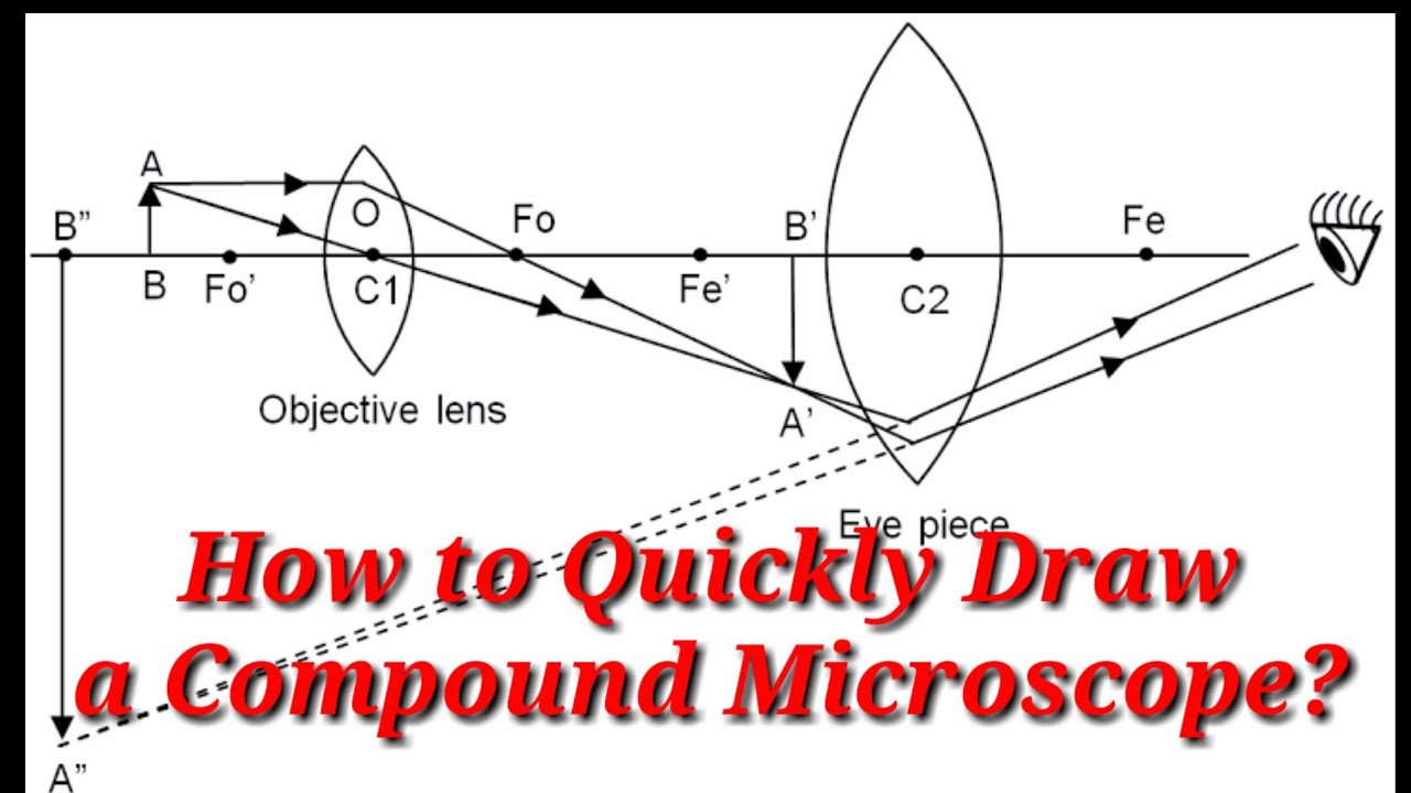 How to Quickly Draw a Compound Microscope | English - YouTube