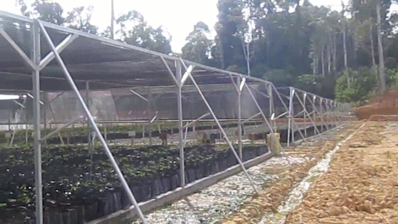 Penyiraman Persemaian Modern ( Nursery) - YouTube