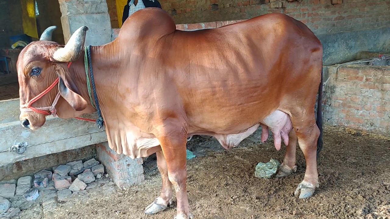 Giri cow for sal Gujrat wali cow ab aap ke up Faizabad mai kharid ne ke ...