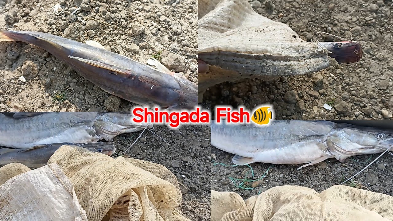 Shingada Fish Catch | Best Shingada Fish | Amazing Fish Fishing in Net ...