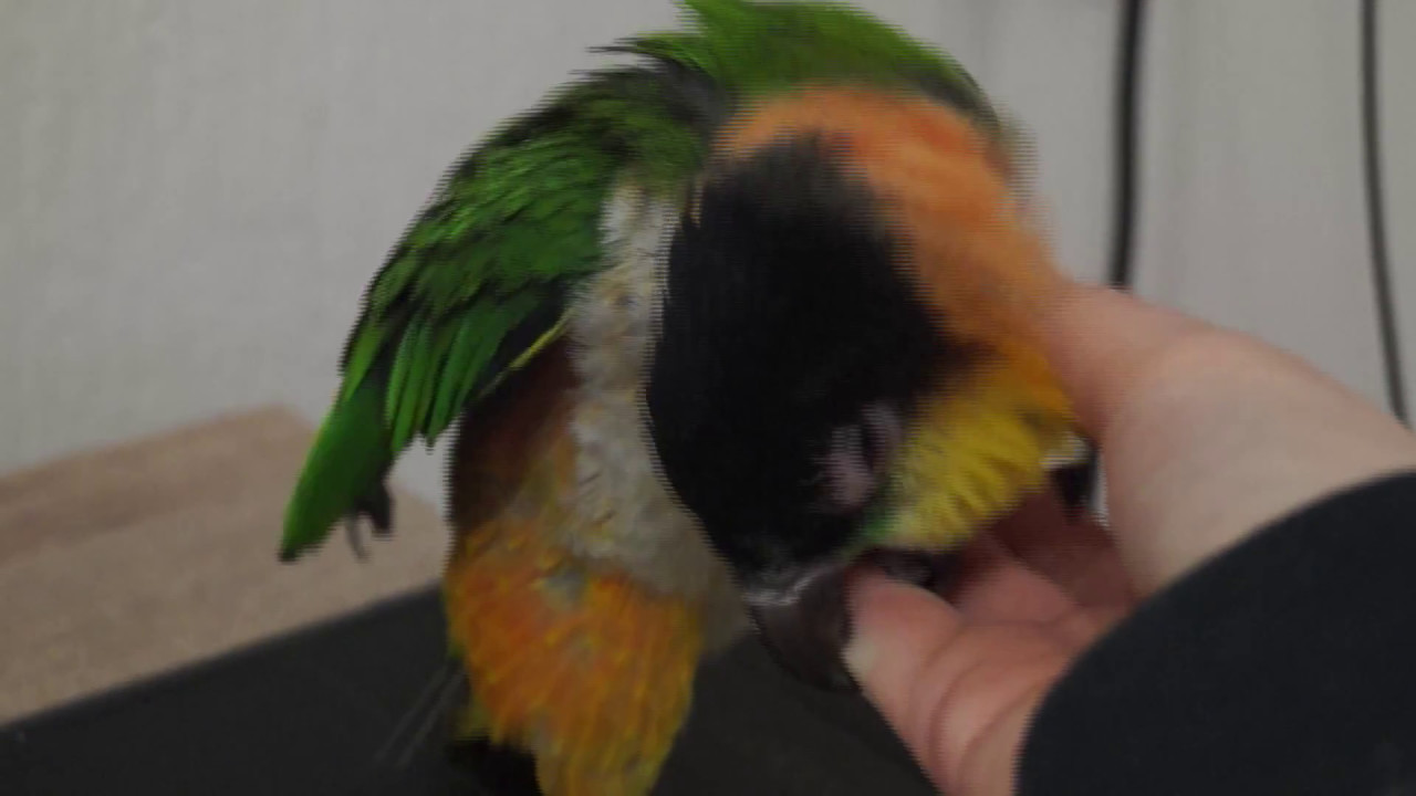 Purring bird - YouTube