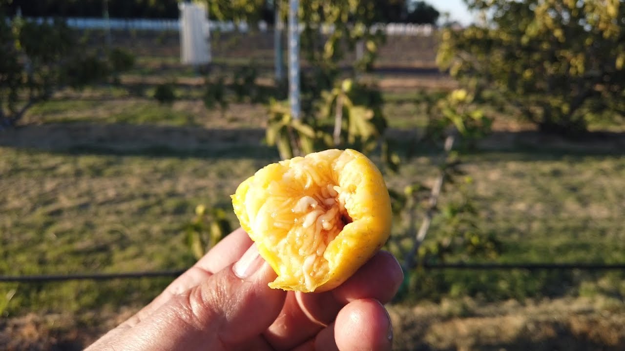 Calimyrna Fig - YouTube