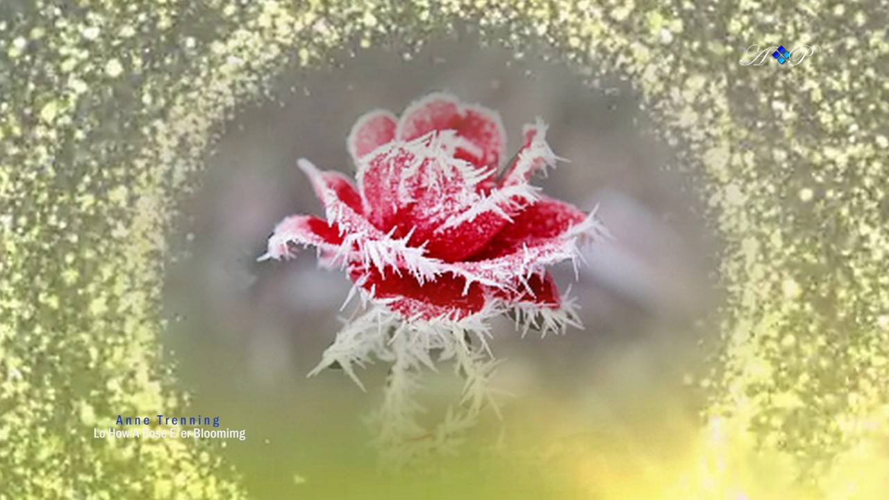 Anne Trenning - Lo How The Rose E're Blooming - YouTube