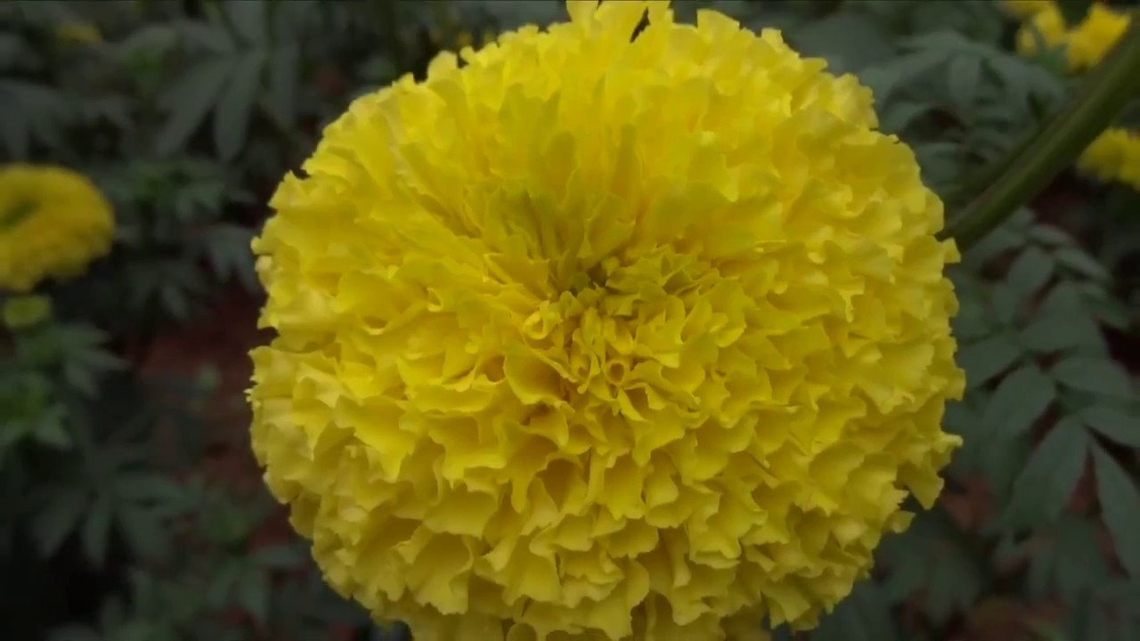 Chendumalli krishi - YouTube