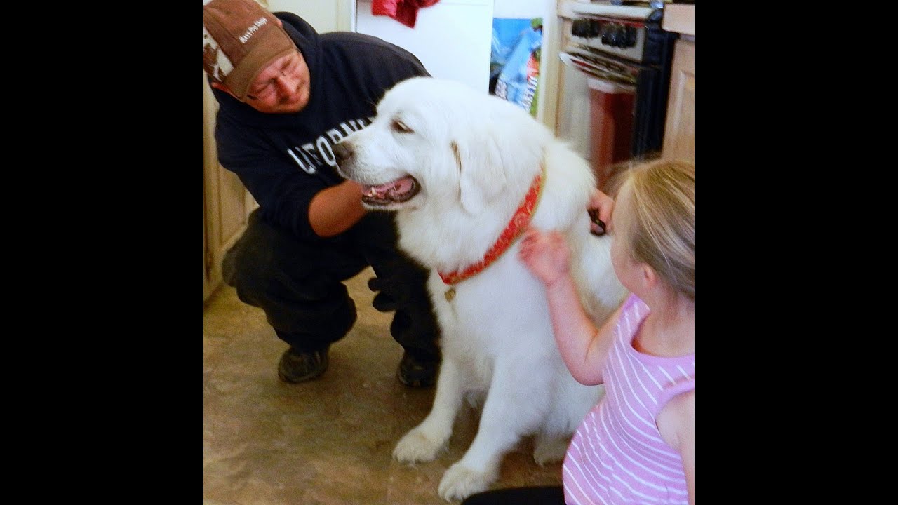 Mrs. Paws from the Disney Movie Santa Paws 2 - YouTube