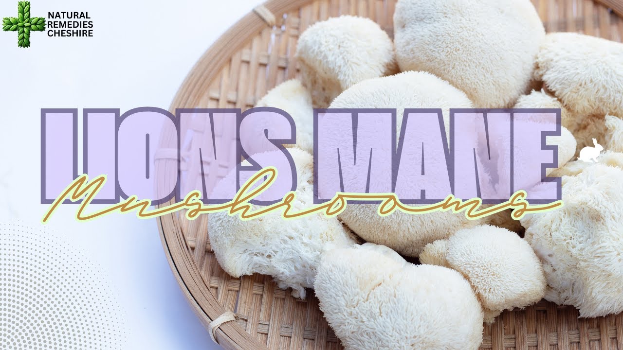 Unlocking the Potential of Lions Mane Benefits for Your Mind and Body ...