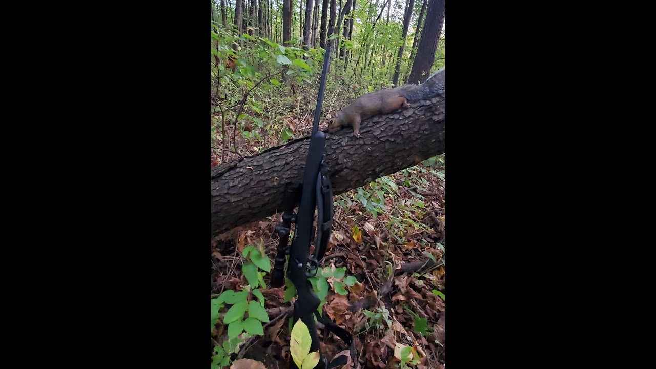 First squirrel of the year - YouTube