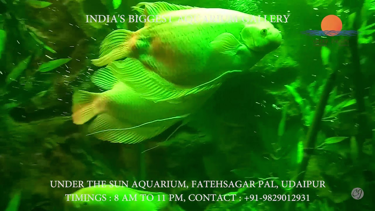 Under The Sun Aquarium, Udaipur. - YouTube