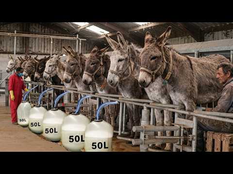 Shocking! Why Donkey Milk Expensive? Raising Donkeys & Harvest Milk for Butter & Soap