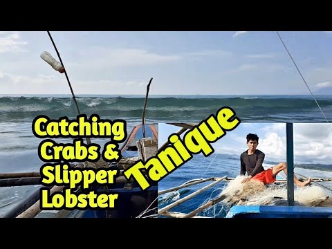 catching crabs Slipper Lobster and Tanique filipino traditional fishing ...