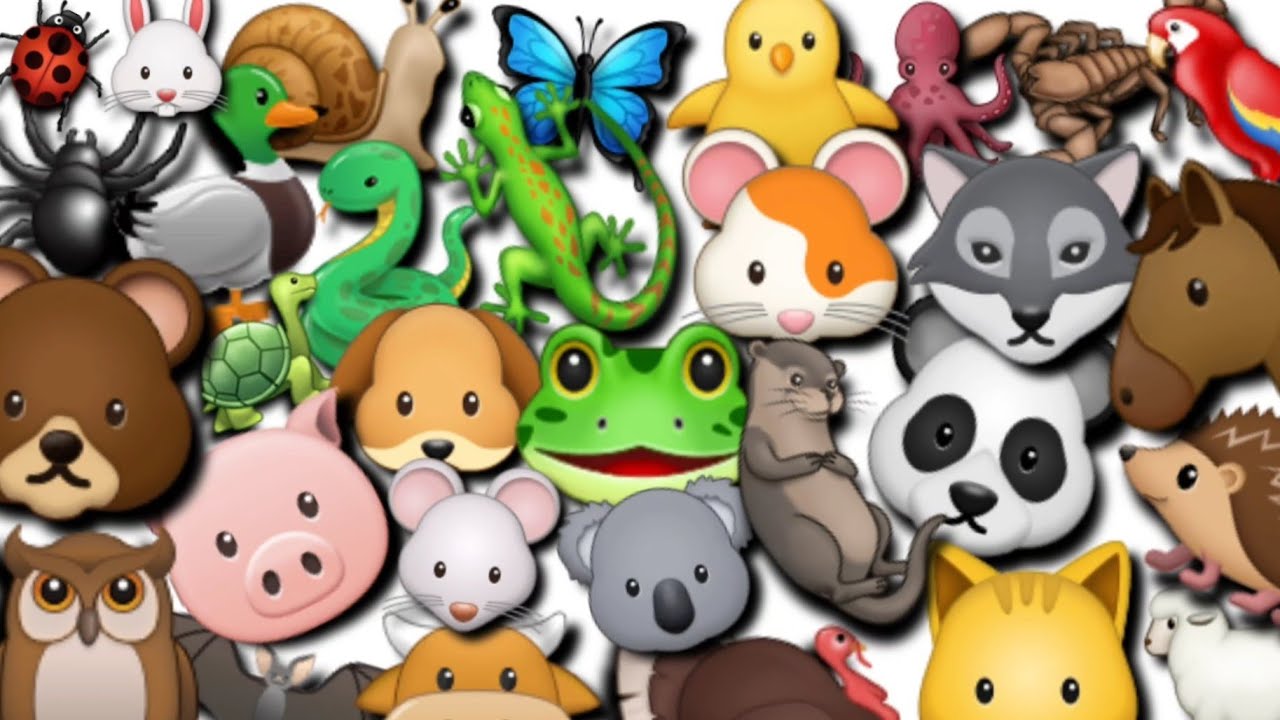 Pet Shout Out#1 - YouTube