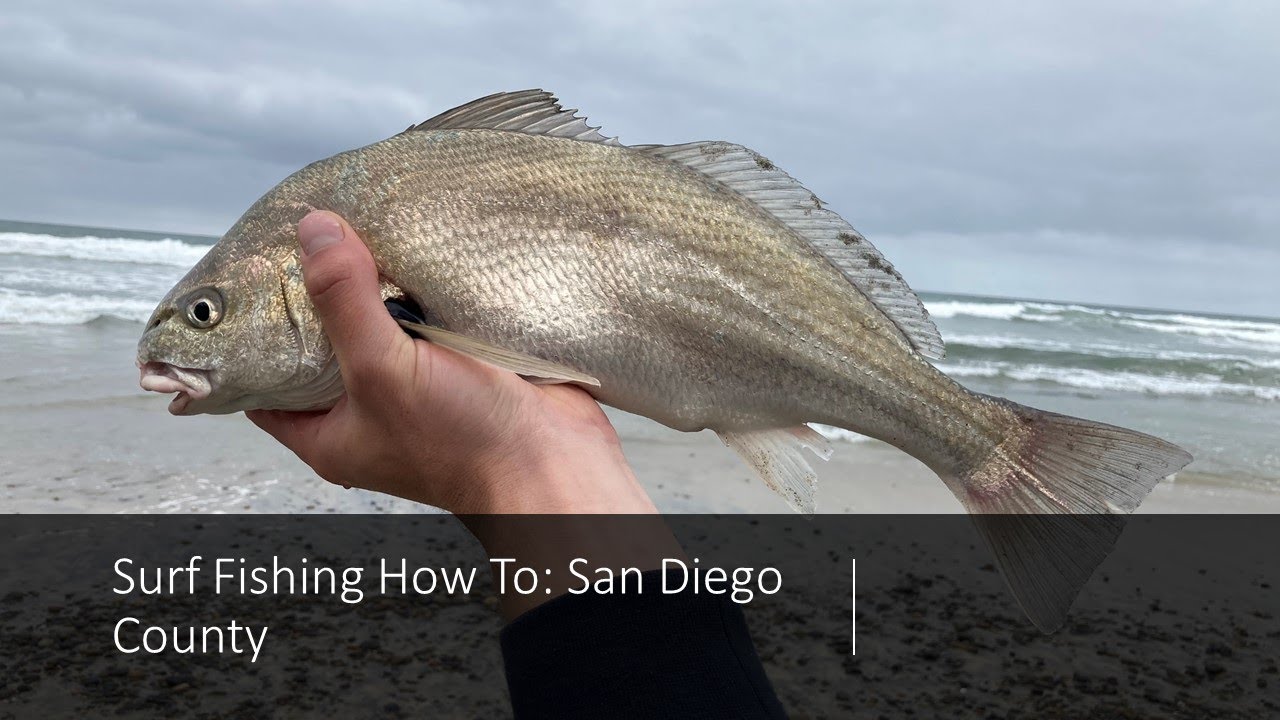 Surf Fishing How To: Catching Fish from the beach in San Diego County ...