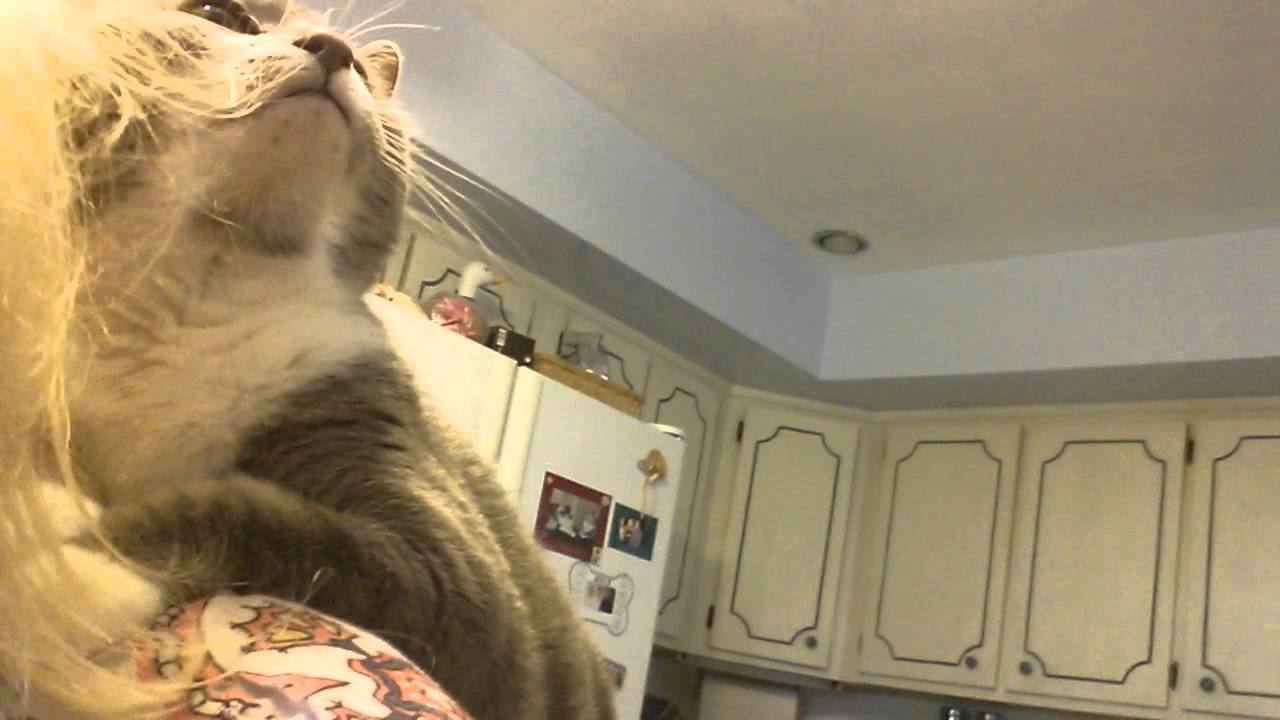 Kitty wants lovin - YouTube