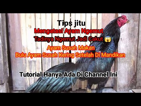 Cara Mengatasi Ayam Ngemut, Ngga Ada Nafsu Makan Dan Bulu Susah Kering Setelah Dimandikan